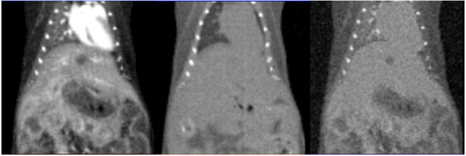 Prediction of major torso organs in low-contrast micro-CT images of ...