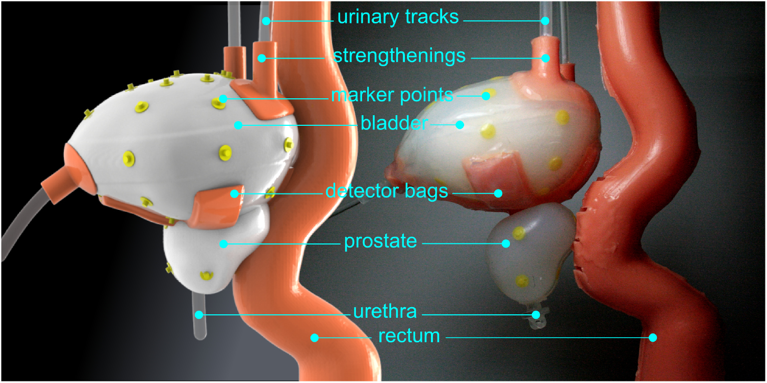 The ADAM-pelvis phantom—an anthropomorphic, deformable and multimodal ...