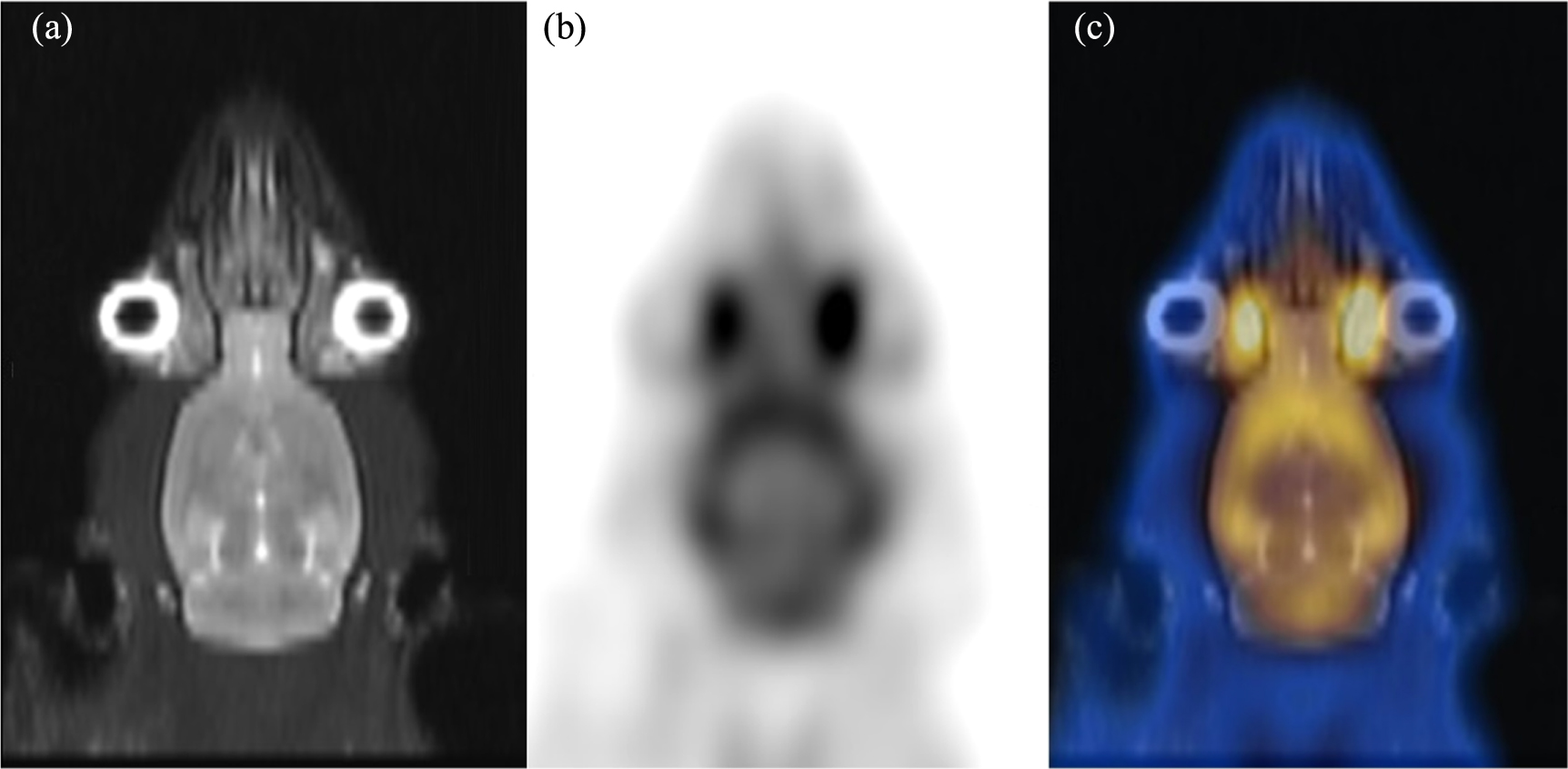 Automatic rat brain image segmentation using triple cascaded ...