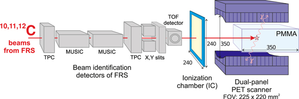 Precision of the PET activity range during irradiation with 10C, 11C, and 12C beams - IOPscience