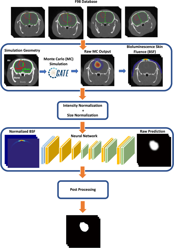 A deep-learning assisted bioluminescence tomography method to enable ...