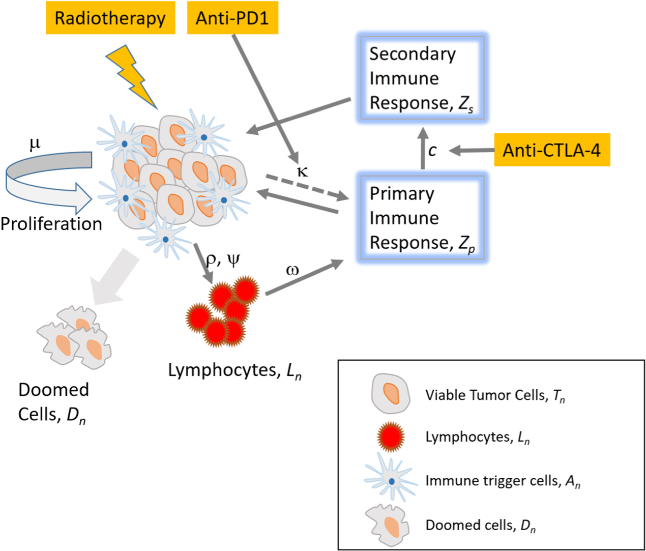 Radio-immune response modelling for spatially fractionated radiotherapy ...