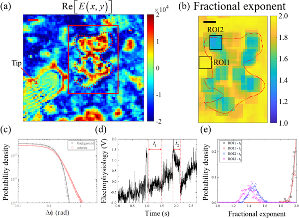 Phase-sensitive detection of anomalous diffusion dynamics in the ...