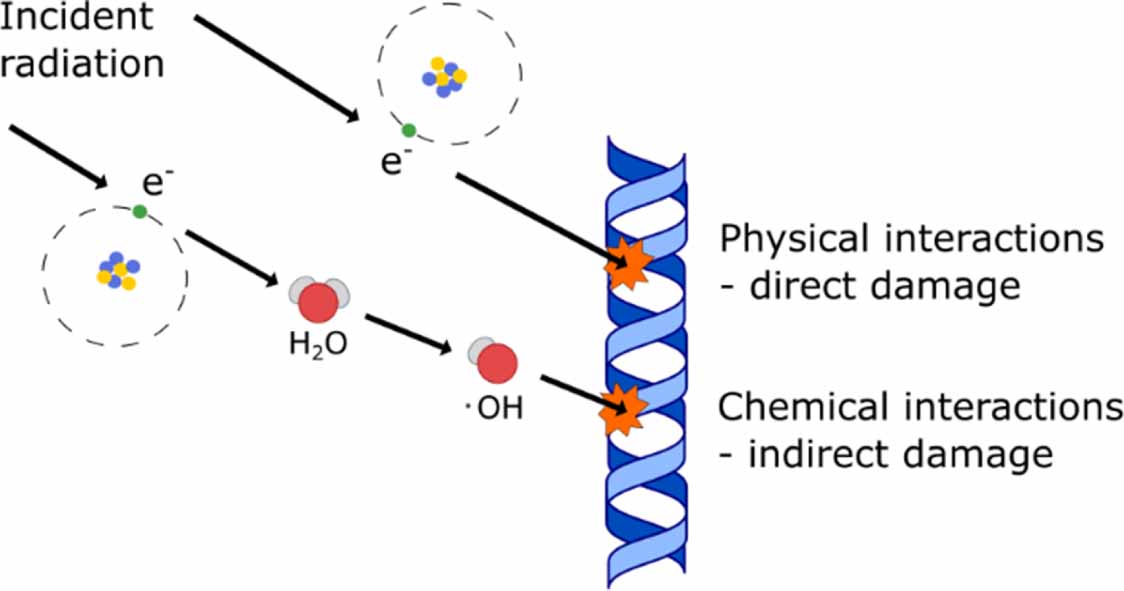 Modelling radiobiology - IOPscience