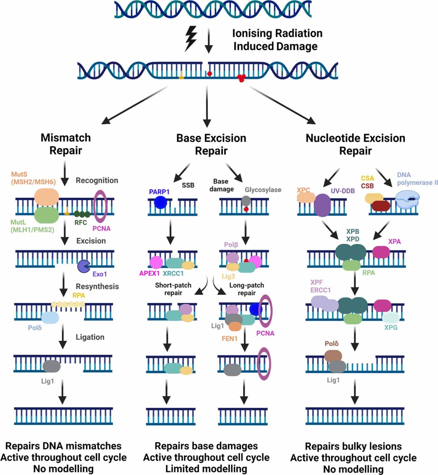 Modelling radiobiology - IOPscience