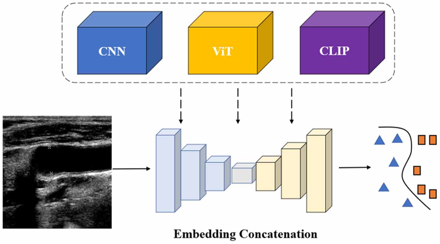 Recognizing artery segments on carotid ultrasonography using embedding ...