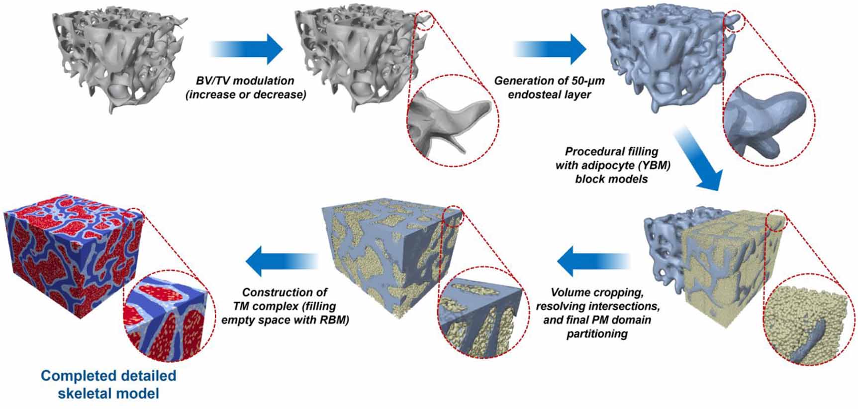 Mesh-based detailed skeletal models for the ICRP Reference Adults: Part ...
