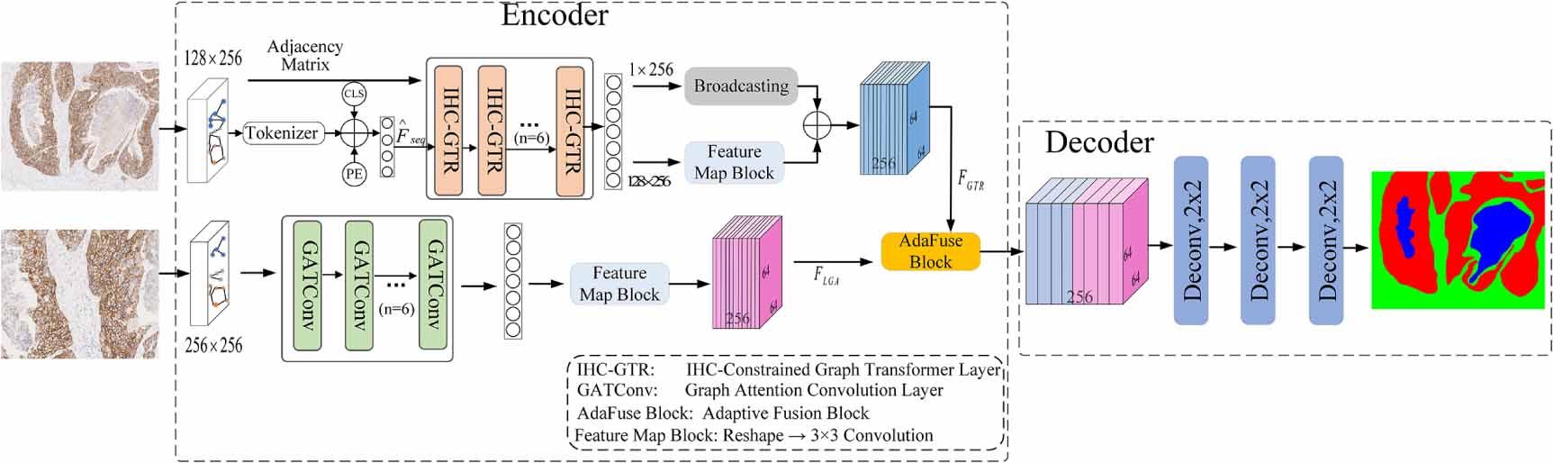 IHC-DualNet: a dual-branch graph-based architecture for interpretable ...