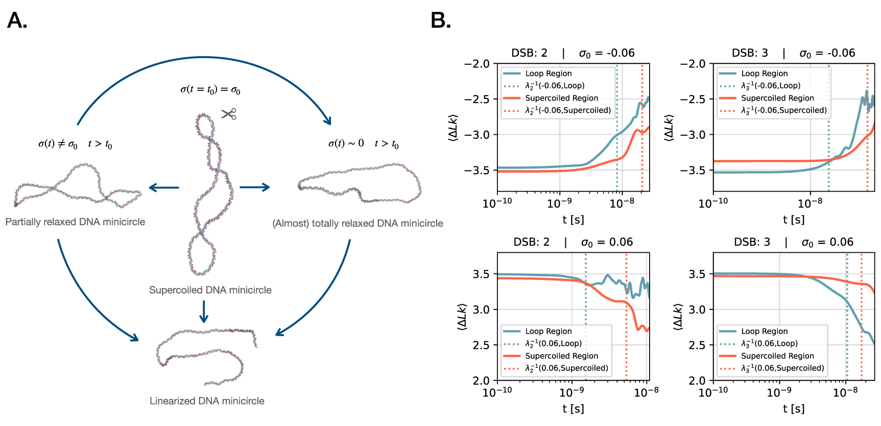 Dynamical insights on the role of supercoiling on DNA radiosensitivity ...