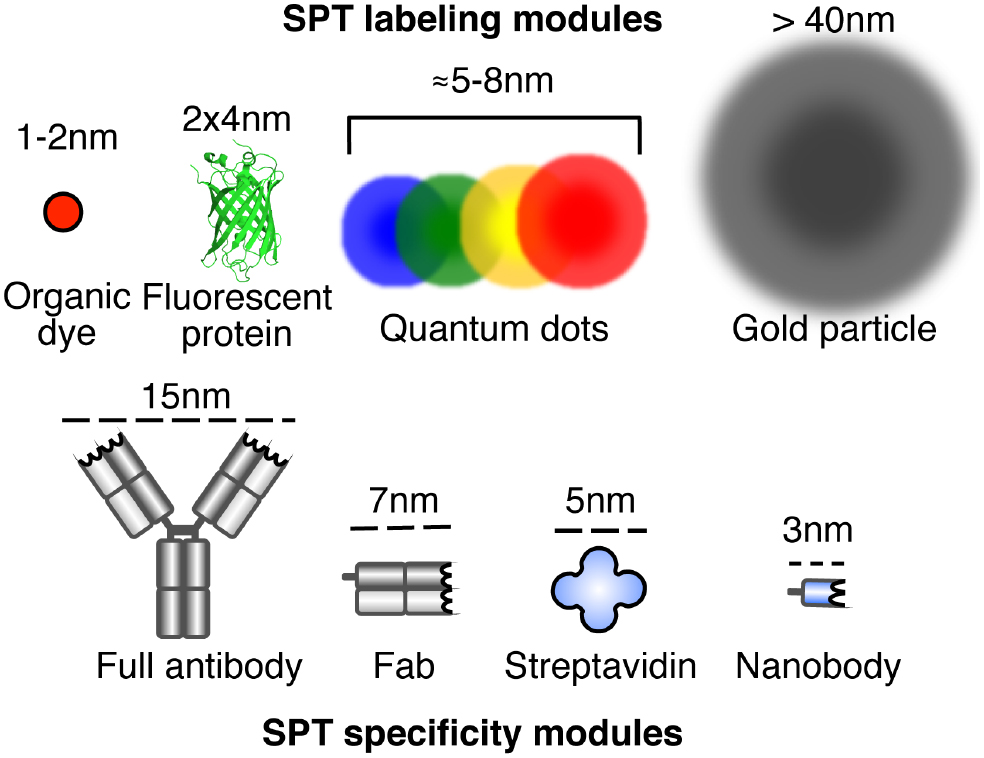 A review of progress in single particle tracking: from methods to ...