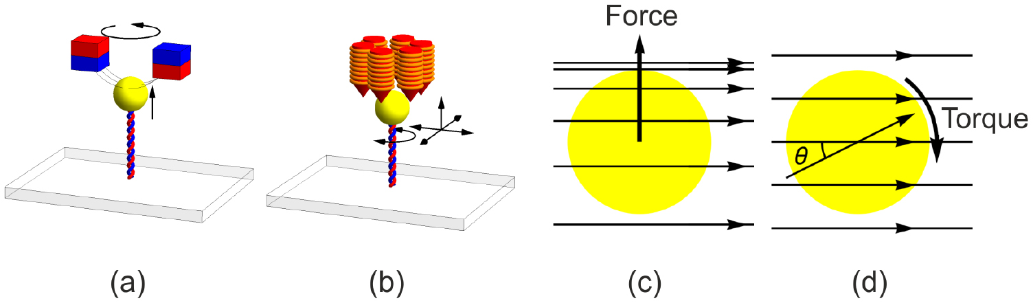 Single-molecule techniques in biophysics: a review of the progress in ...