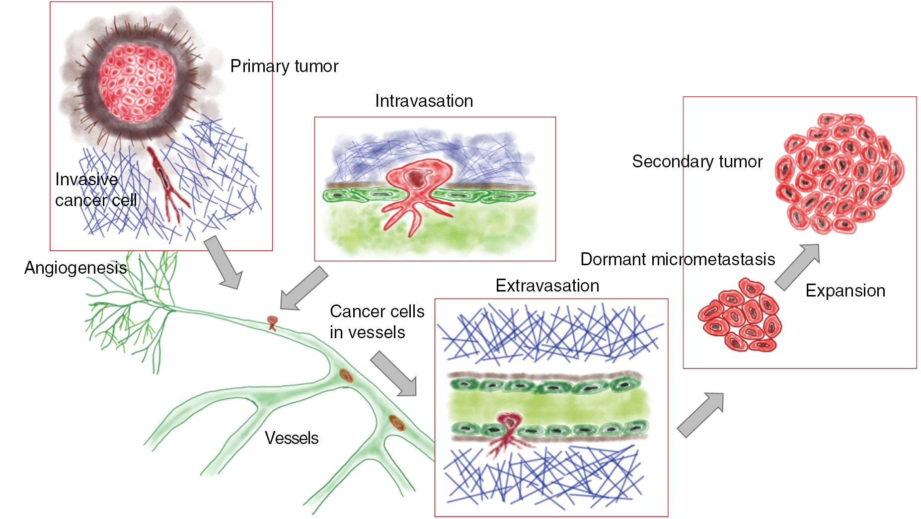 The matrix environmental and cell mechanical properties regulate cell ...