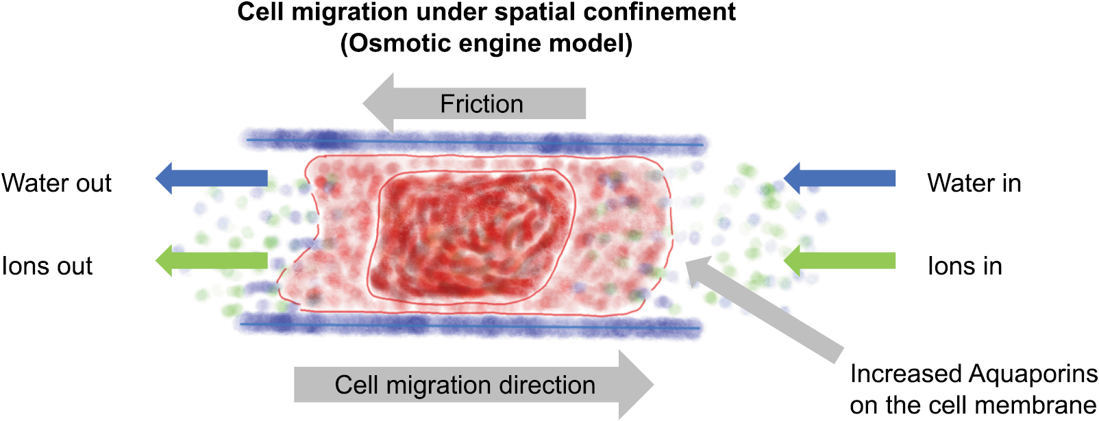 The matrix environmental and cell mechanical properties regulate cell ...
