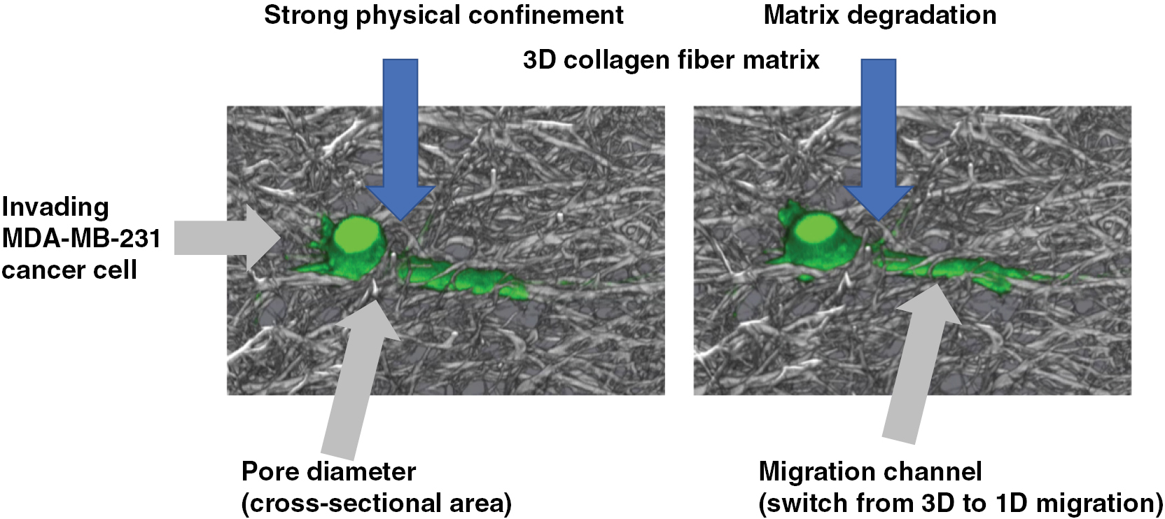 The matrix environmental and cell mechanical properties regulate cell ...