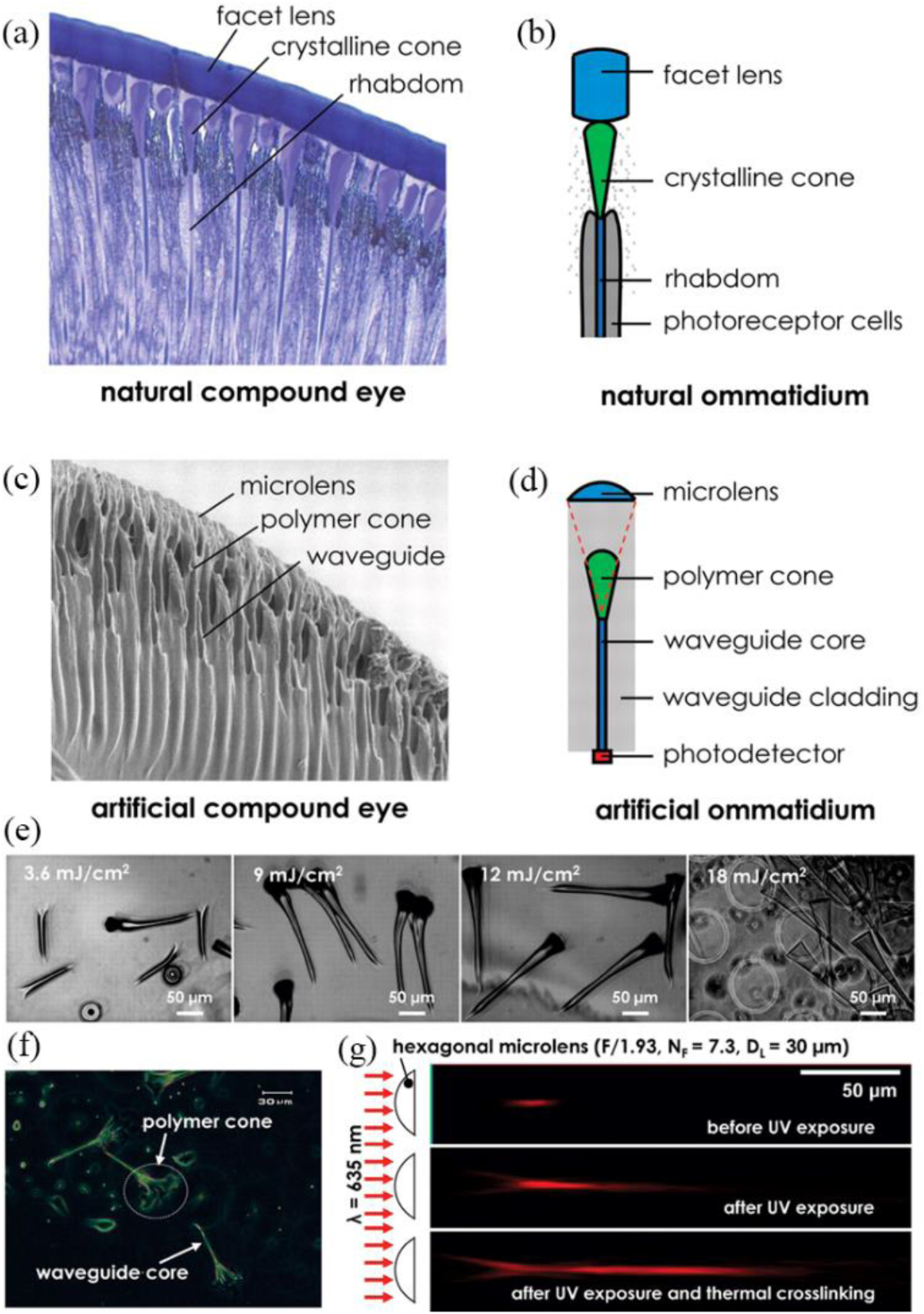 Biologically inspired artificial eyes and photonics - IOPscience