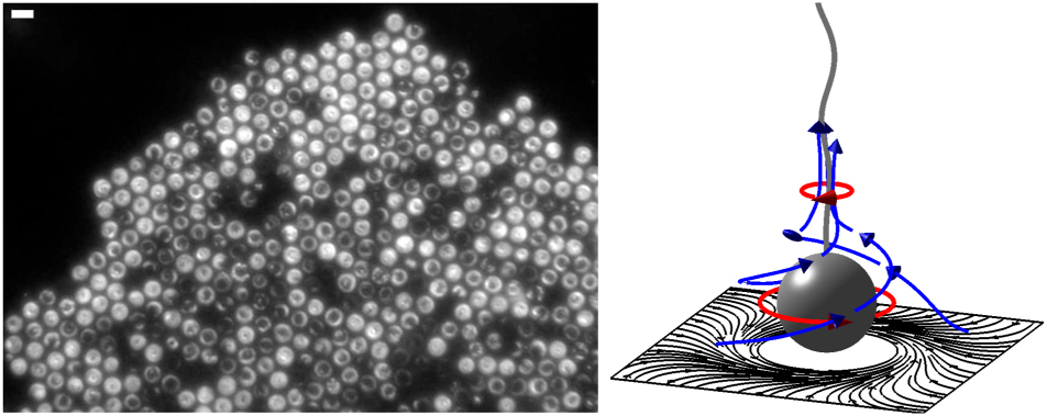 Bacterial active matter - IOPscience
