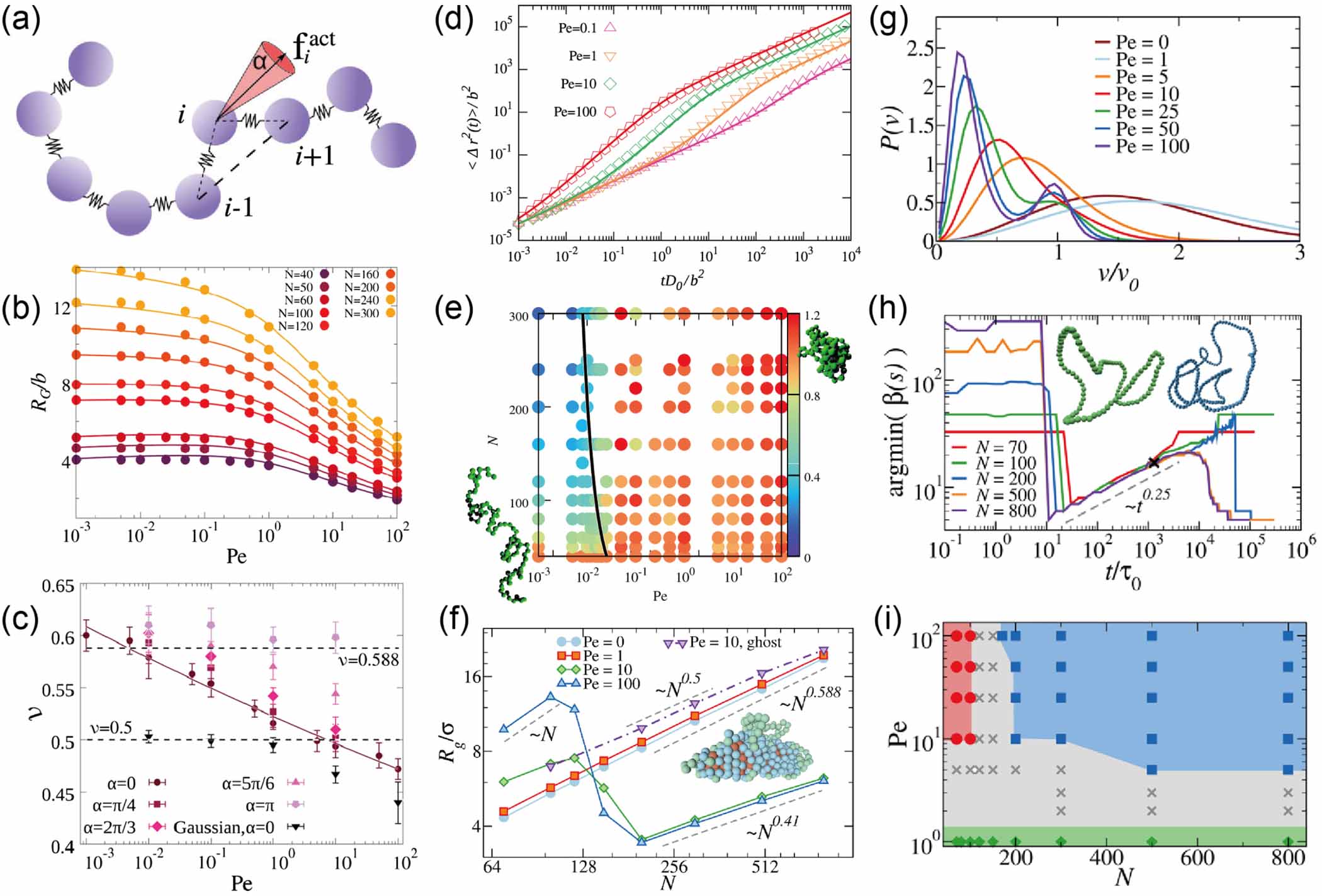 Non-equilibrium structural and dynamic behaviors of active polymers in ...