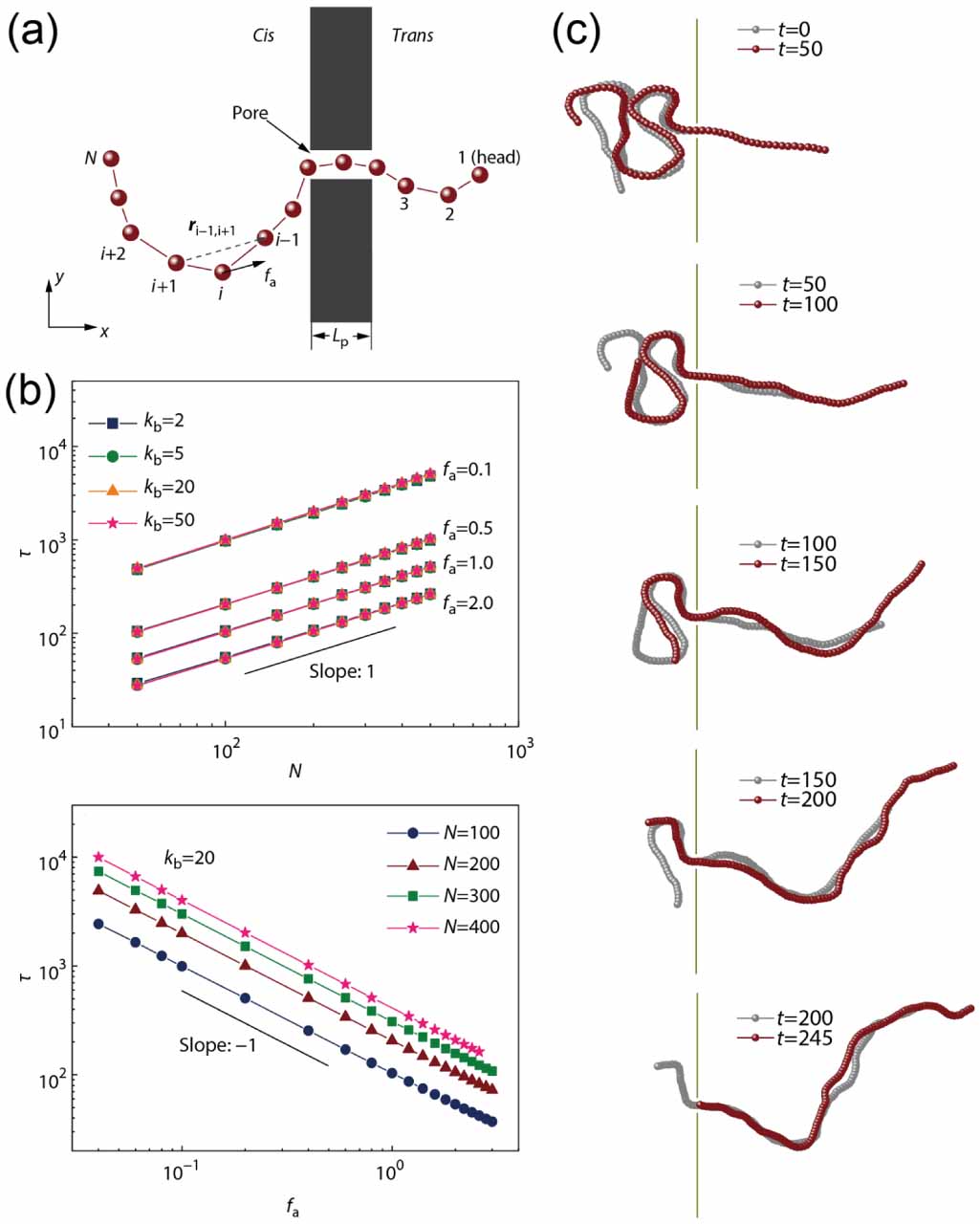Non-equilibrium structural and dynamic behaviors of active polymers in ...