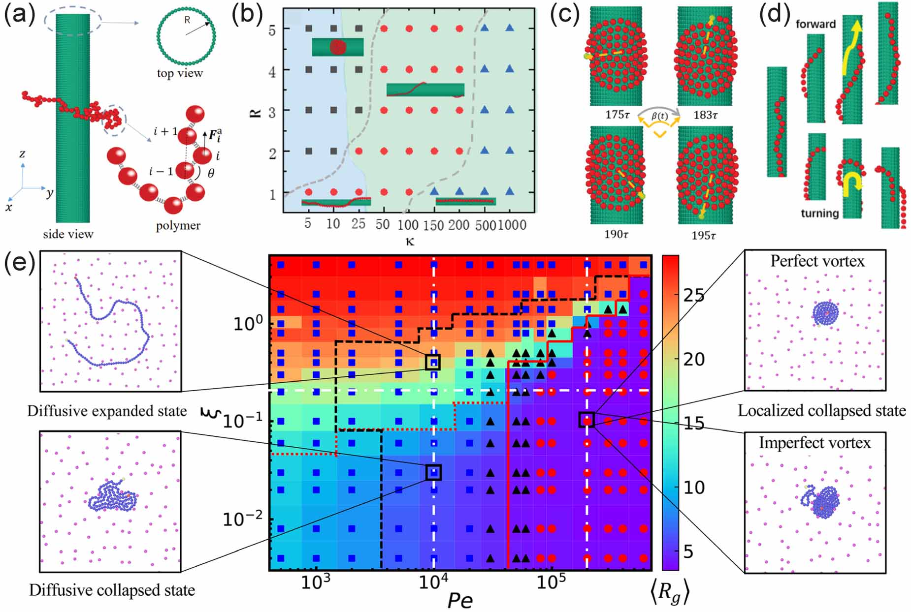 Non-equilibrium structural and dynamic behaviors of active polymers in ...