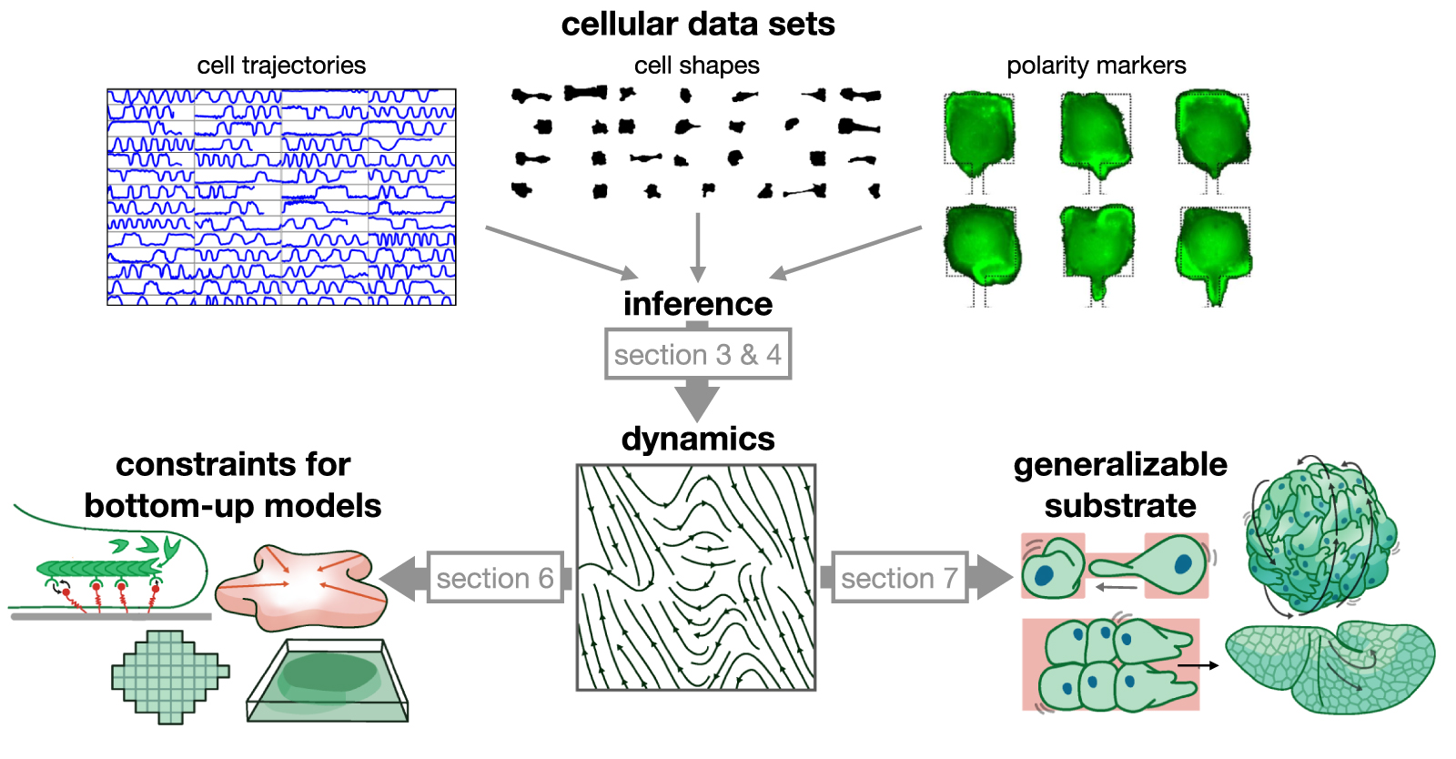 Learning dynamical models of single and collective cell migration: a review - IOPscience