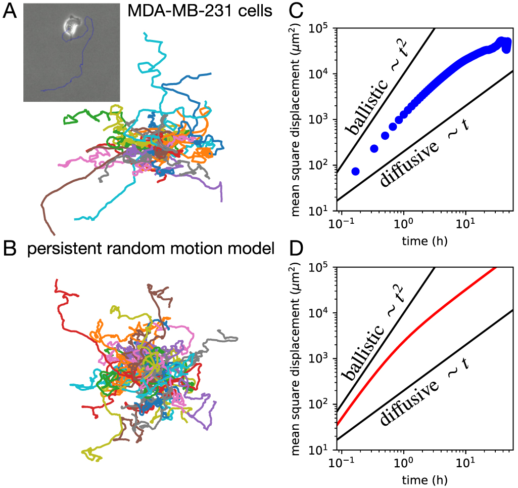 Learning dynamical models of single and collective cell migration: a review - IOPscience
