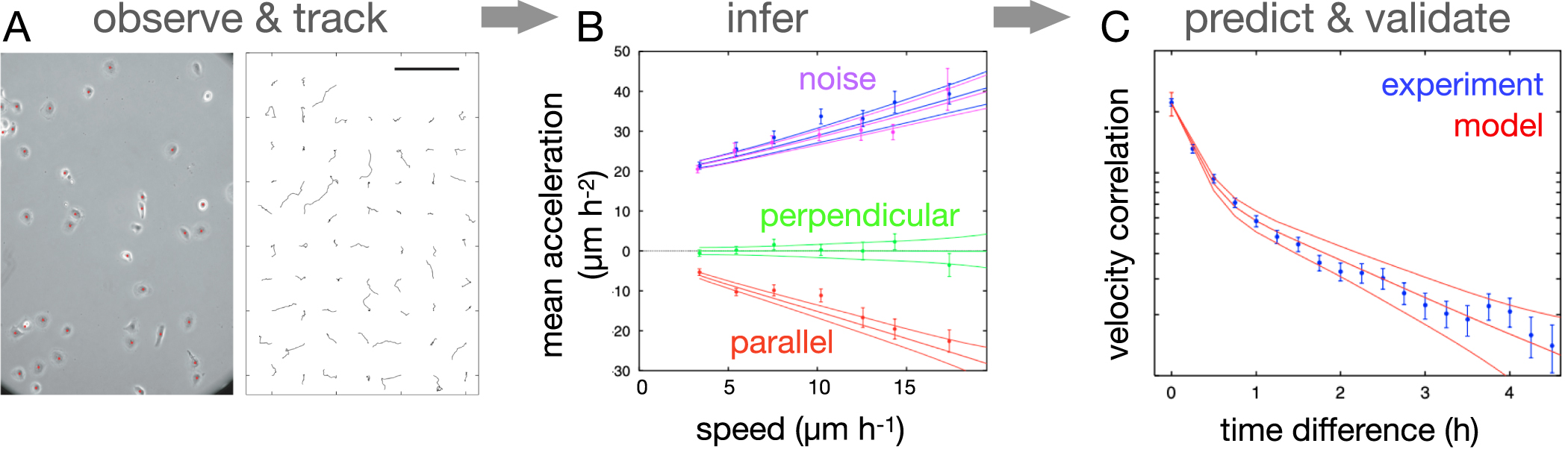 Learning dynamical models of single and collective cell migration: a review - IOPscience