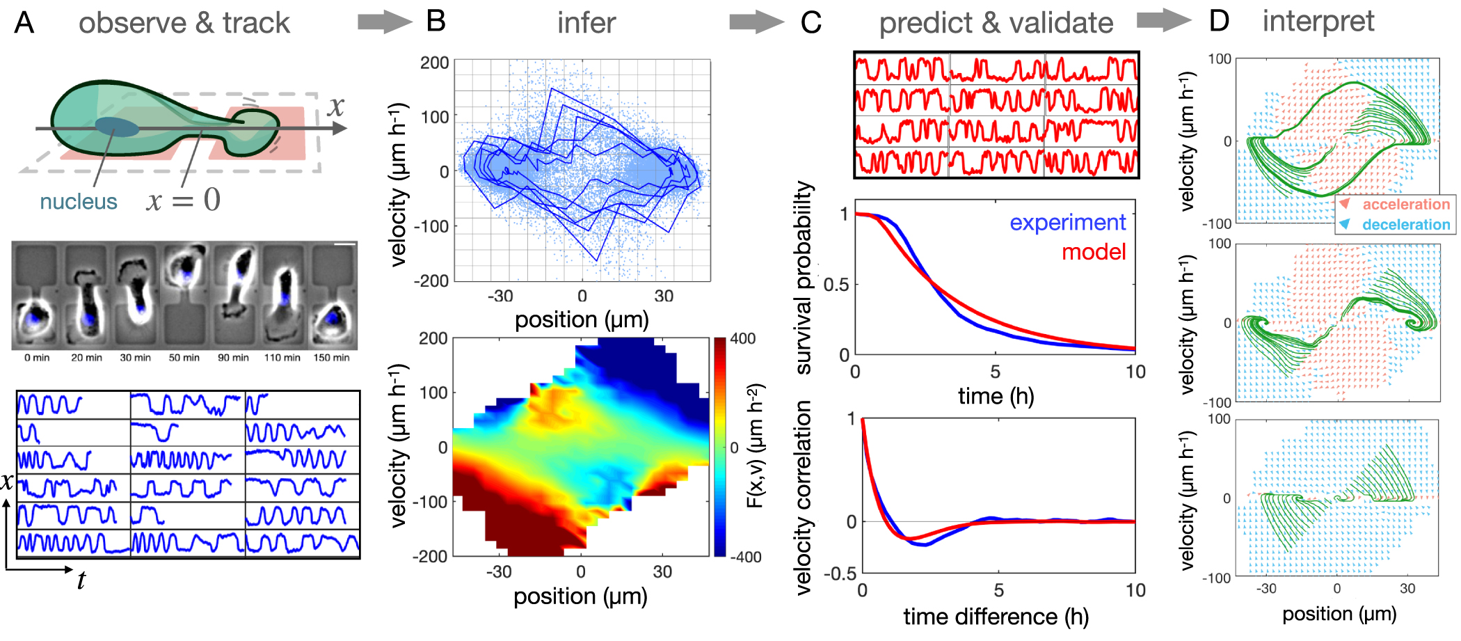 Learning dynamical models of single and collective cell migration: a ...