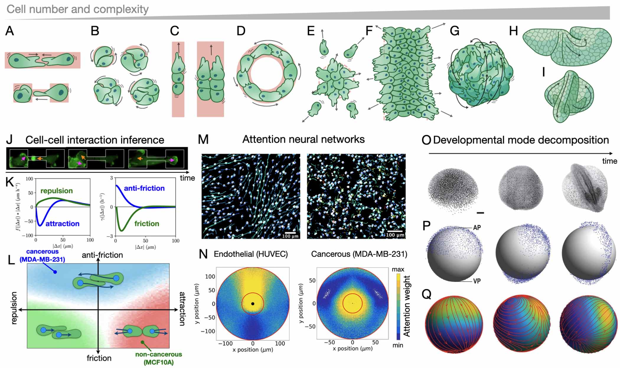 Learning dynamical models of single and collective cell migration: a ...