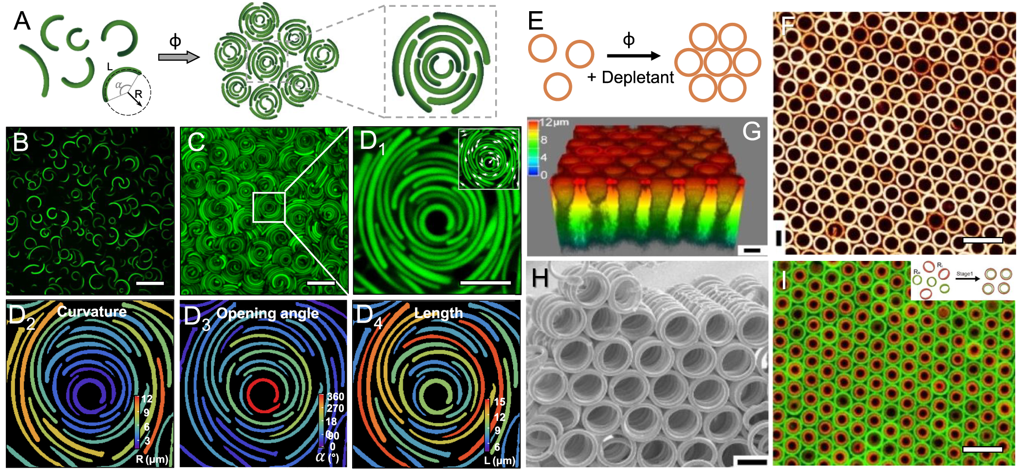 Liquid crystals from curved colloidal rods: waves, twists and more ...