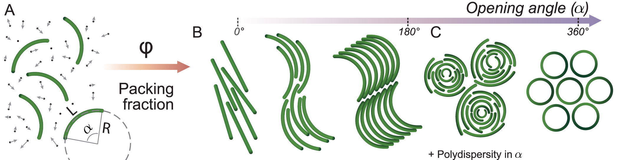 Liquid crystals from curved colloidal rods: waves, twists and more ...
