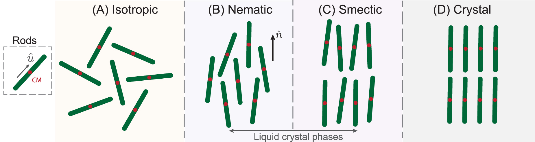 Liquid crystals from curved colloidal rods: waves, twists and more ...