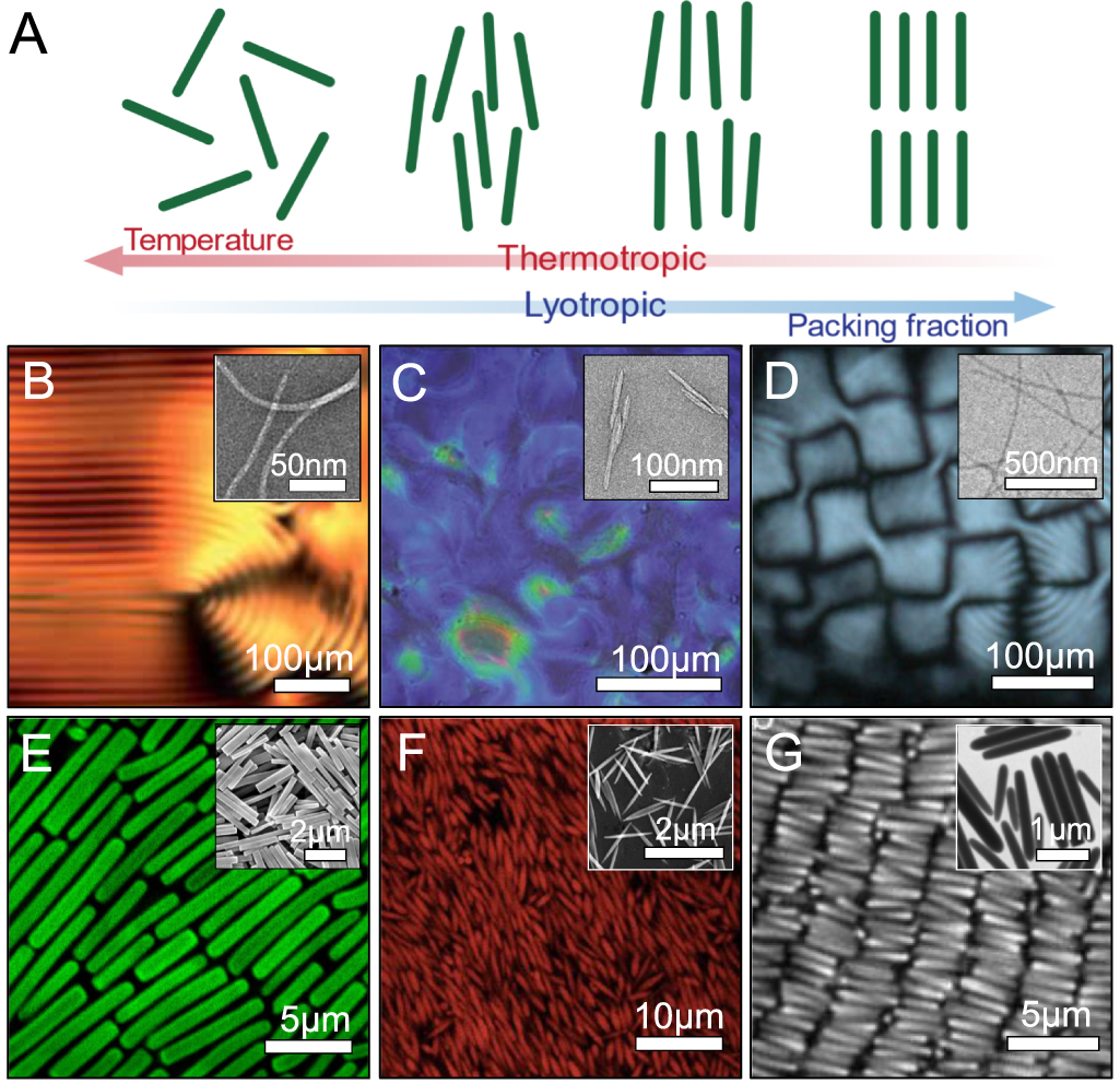 Liquid crystals from curved colloidal rods: waves, twists and more - IOPscience
