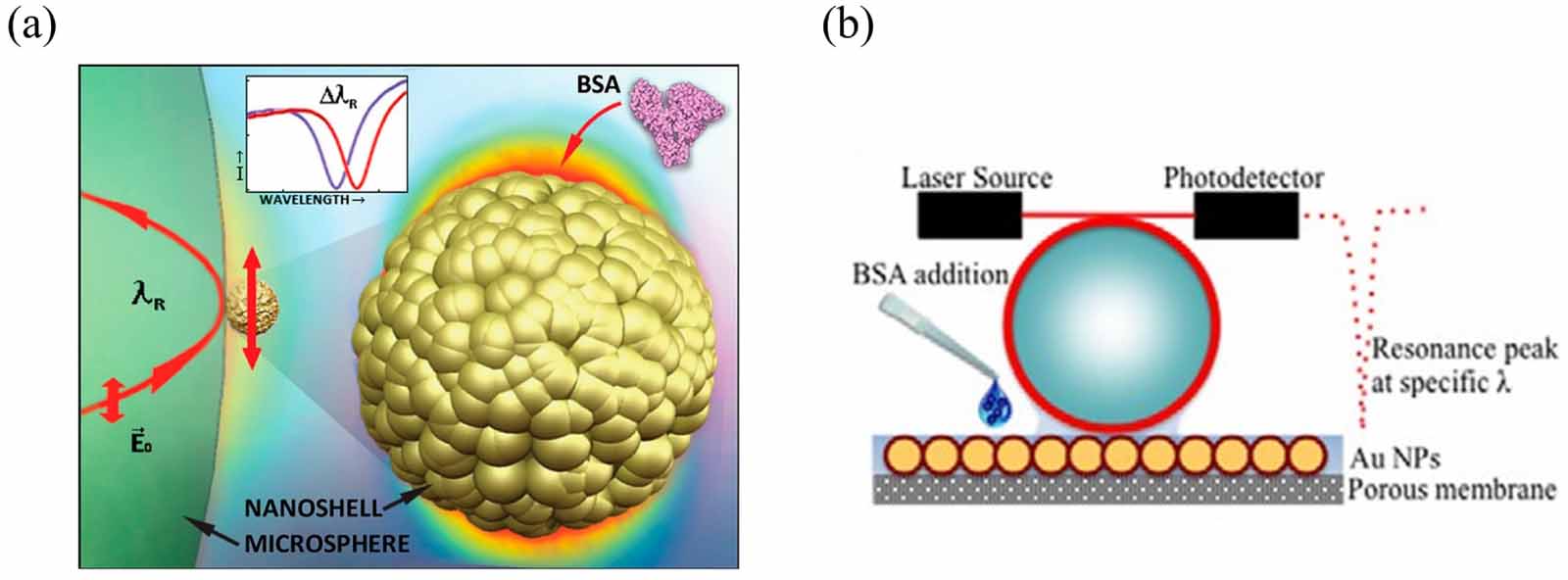 Whispering gallery mode optical resonators for biological and chemical ...