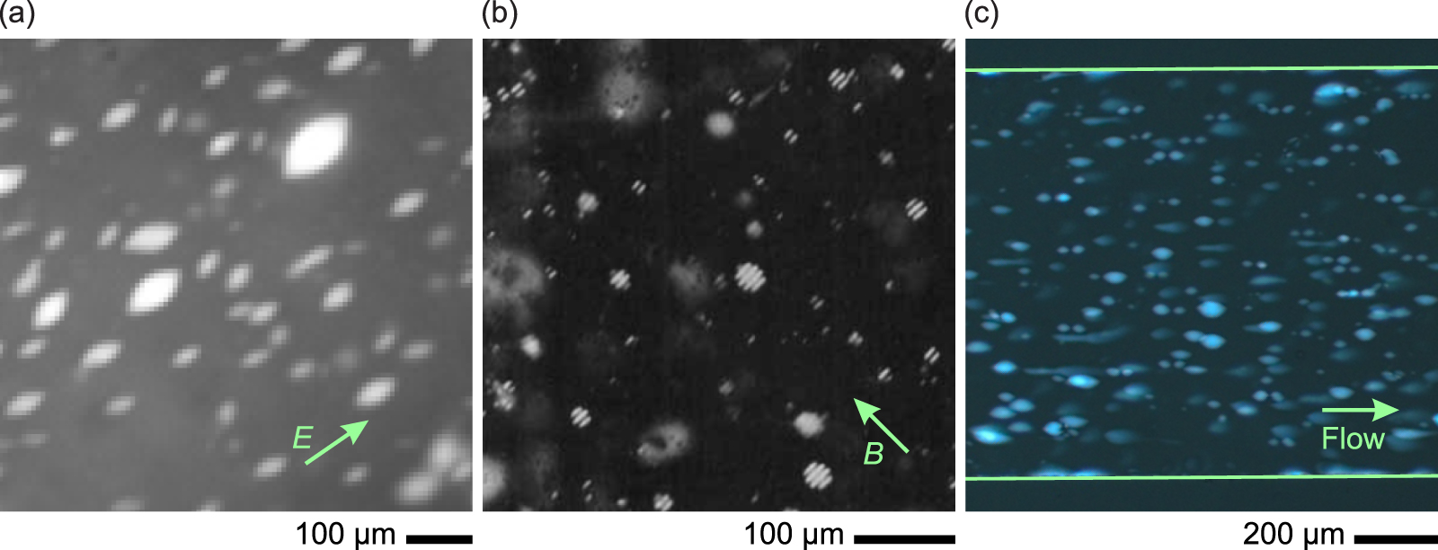 Liquid–liquid crystalline phase separation of filamentous colloids and semiflexible polymers ...