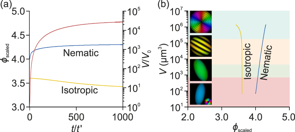 Liquid–liquid crystalline phase separation of filamentous colloids and ...