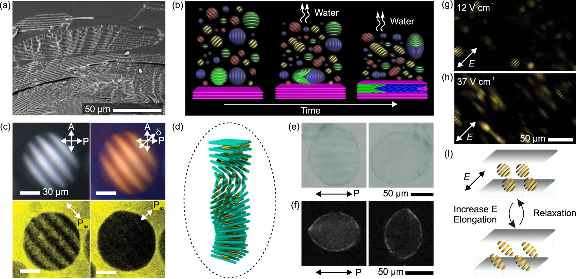 Liquid–liquid crystalline phase separation of filamentous colloids and ...