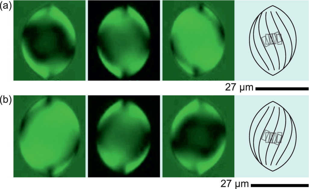 Liquid–liquid crystalline phase separation of filamentous colloids and ...