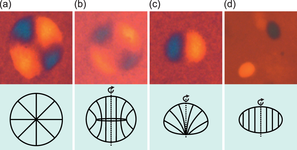 Liquid–liquid crystalline phase separation of filamentous colloids and ...