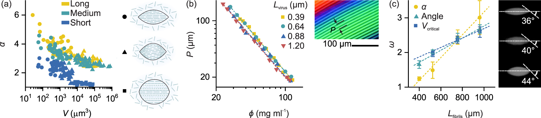 Liquid–liquid crystalline phase separation of filamentous colloids and semiflexible polymers ...