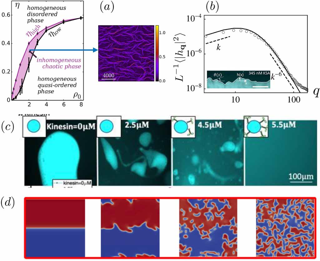 Active phase separation: new phenomenology from non-equilibrium physics ...