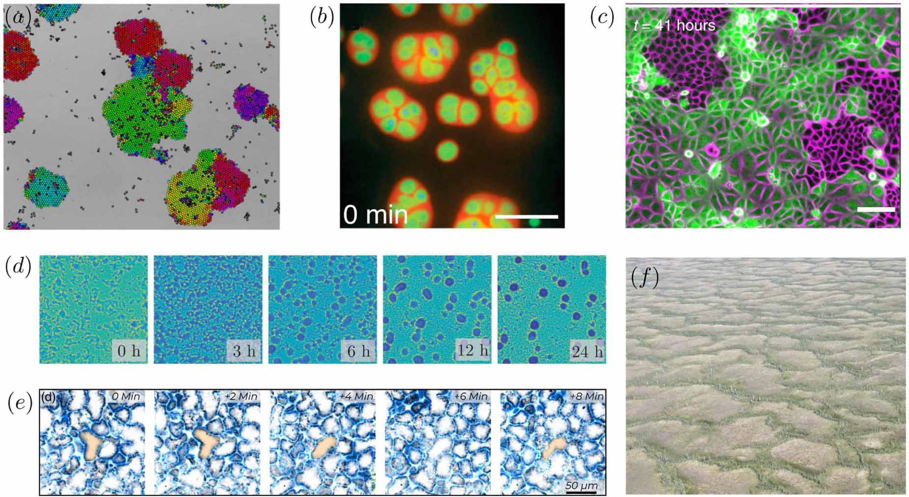 Active phase separation: new phenomenology from non-equilibrium physics ...