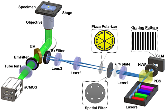 Real-time super-resolution structured illumination microscopy: current ...
