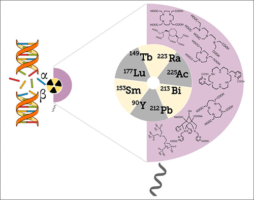 Cationic radionuclides and ligands for targeted therapeutic ...