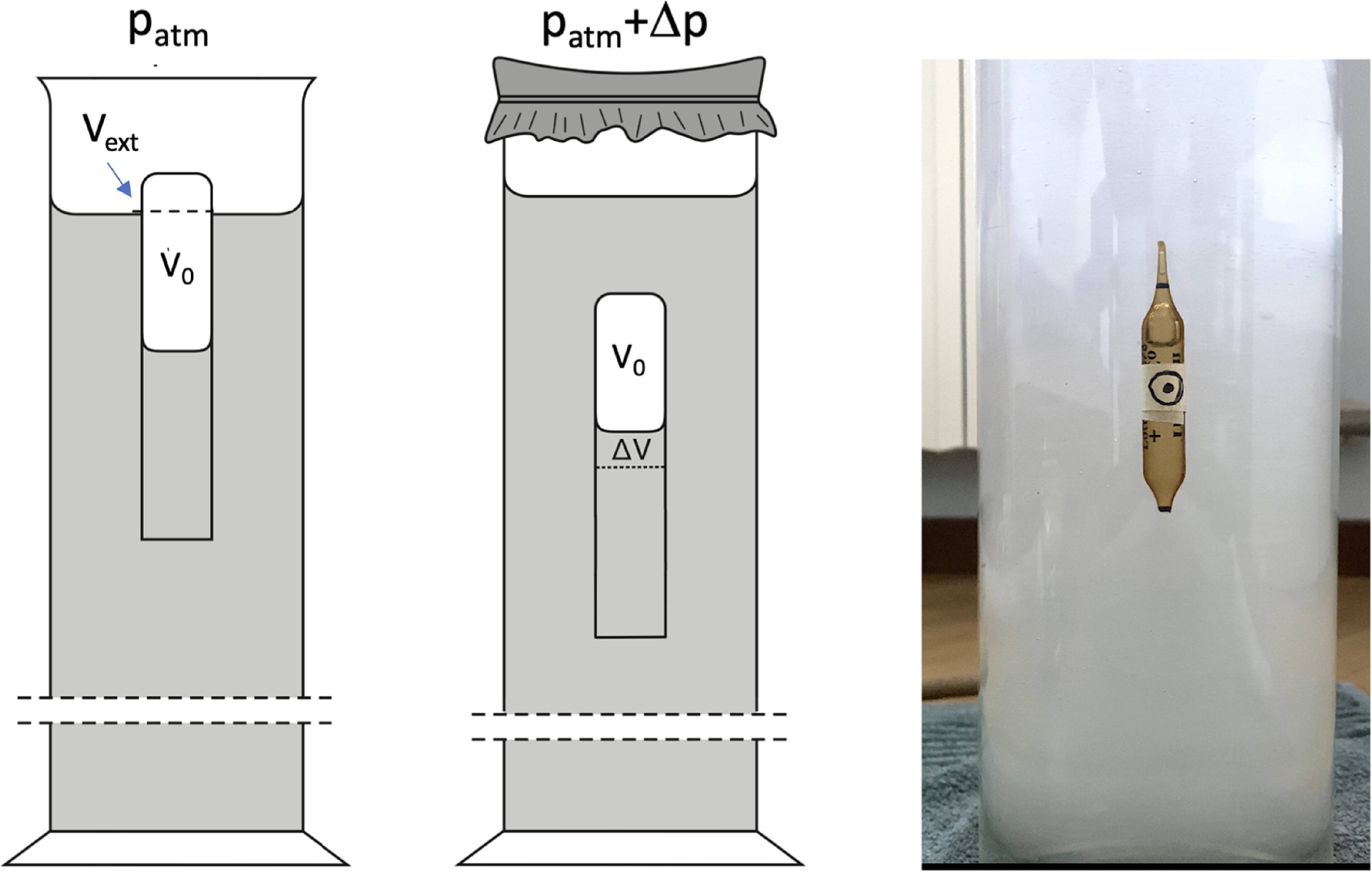 Investigating molecular diffusion in liquids with a Cartesian diver ...