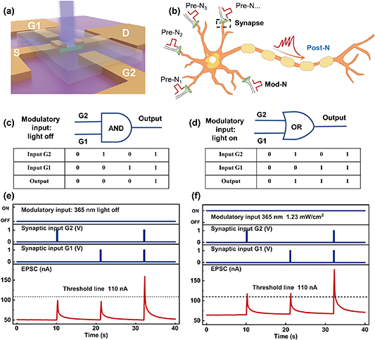 Coplanar all-solid-state electrolyte-gated IGZO artificial synapses for ...