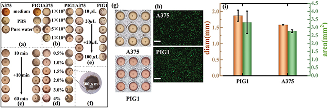 Selective anticancer effects of plasma-activated PBS on agarose ...