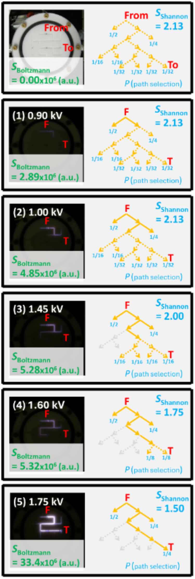 Plasma shapes optimized for functional output and quantified by entropy ...