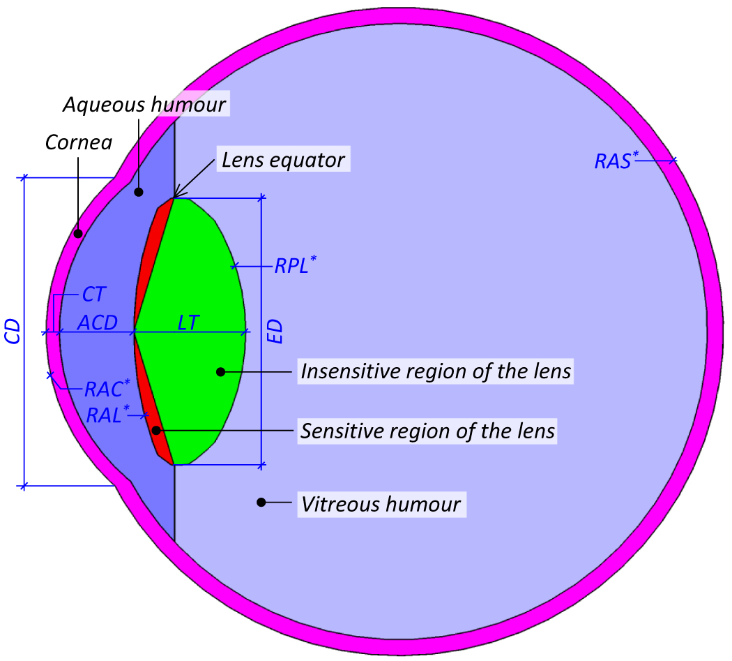 Development of detailed pediatric eye models for lens dose calculations ...