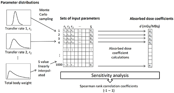 Absorbed dose coefficients for pediatric differentiated thyroid cancer ...