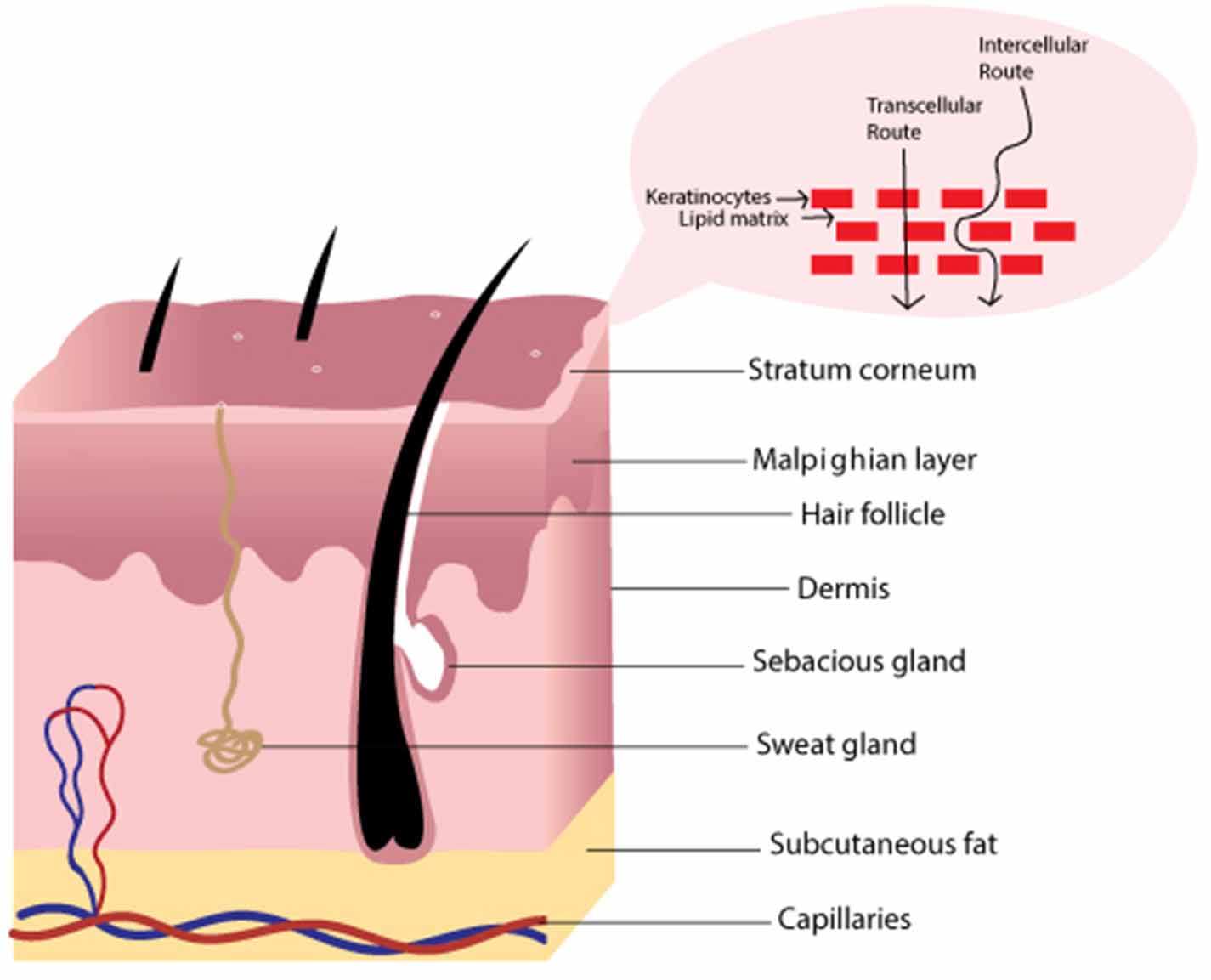 Radioactive contaminant permeation through skin: current understanding ...